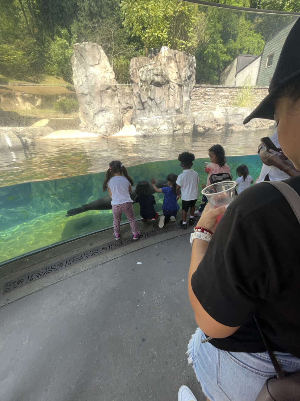 A Summer with Underwater Sea Creature Friends | CentroNia