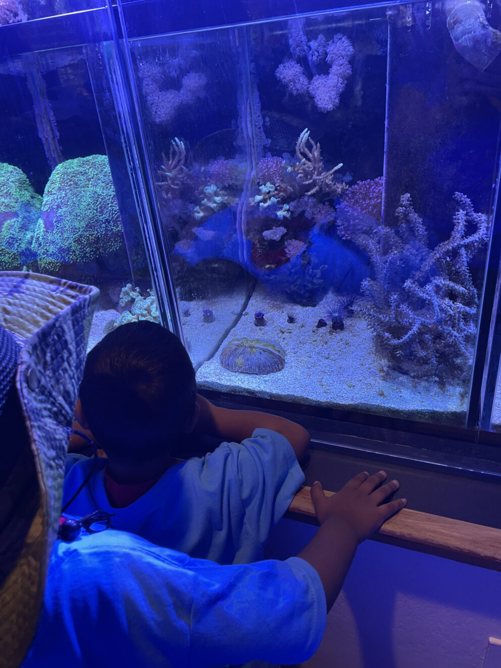 A Summer with Underwater Sea Creature Friends | CentroNia